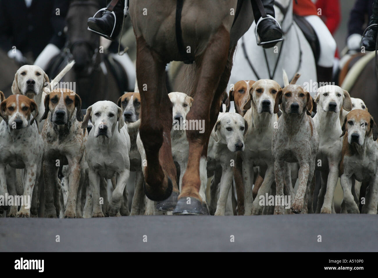 Fox Hunters High Resolution Stock Photography and Images - Alamy