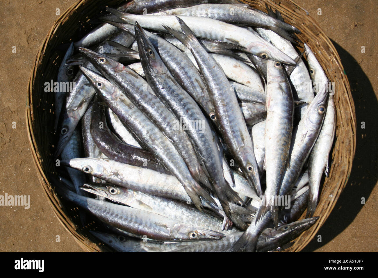 Fish in a traditional Indian basket. Goa, India Stock Photo - Alamy
