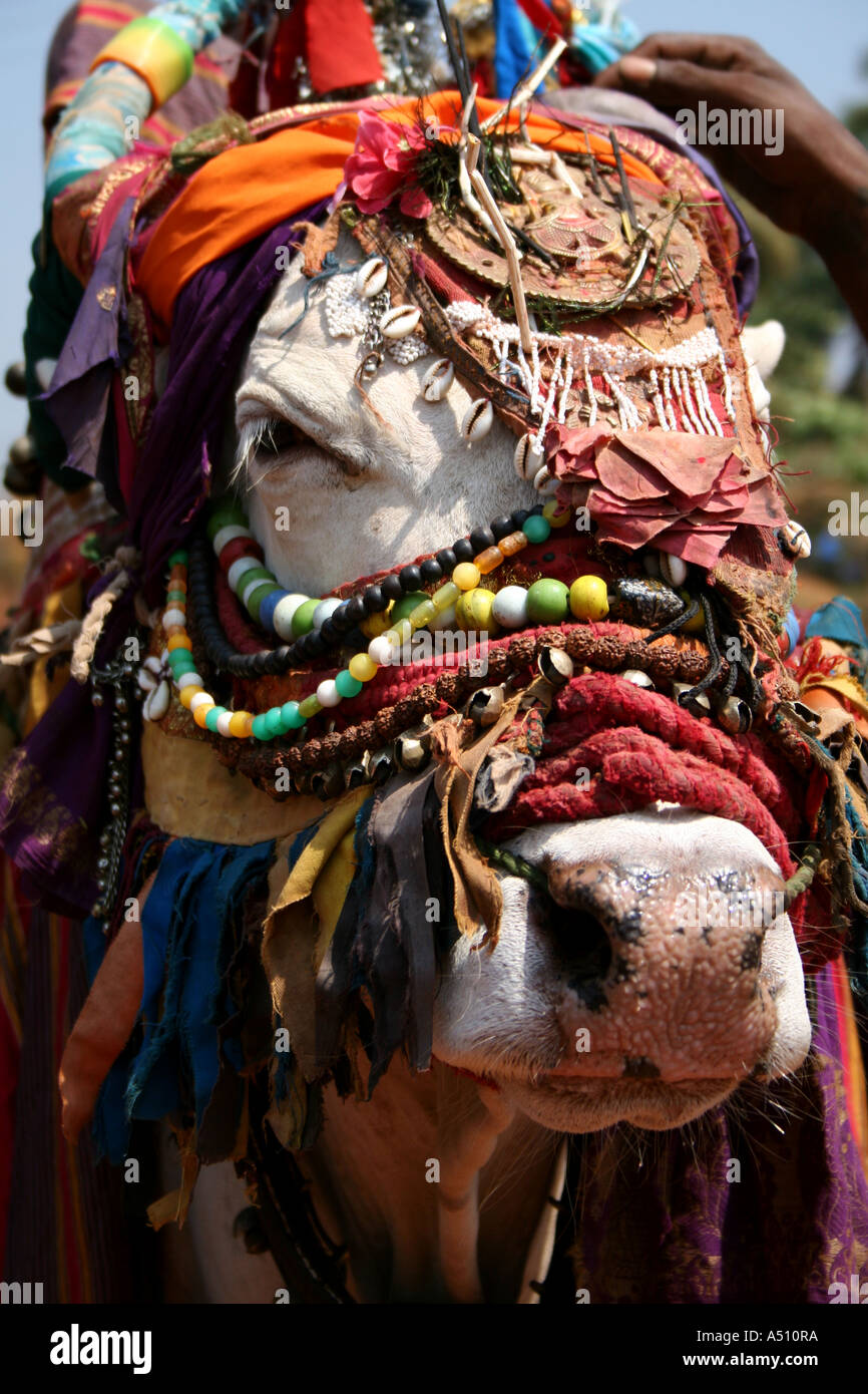 Goan cow hi-res stock photography and images - Alamy
