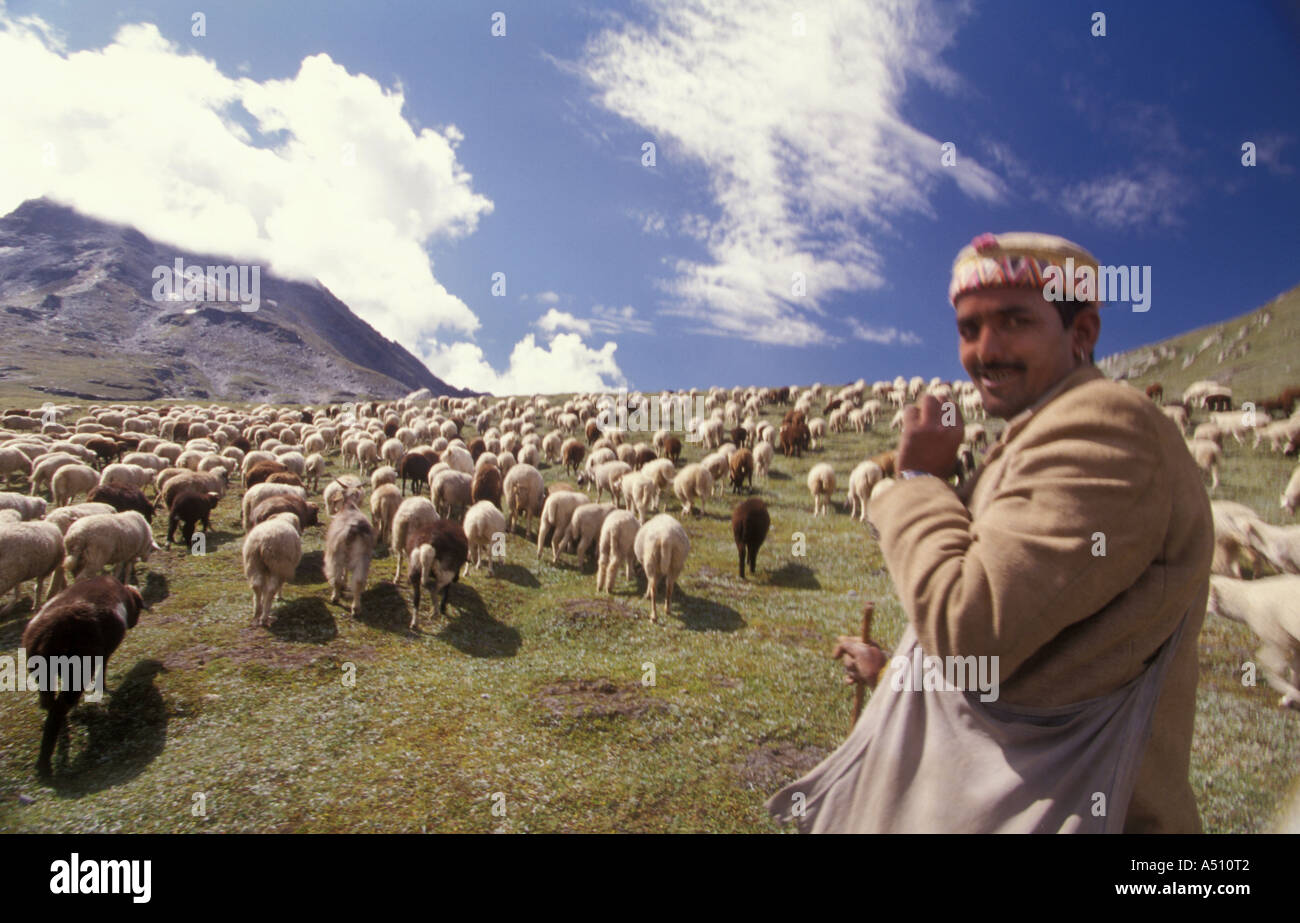 Shepherd With Flock Of Sheep Stock Photo - Alamy