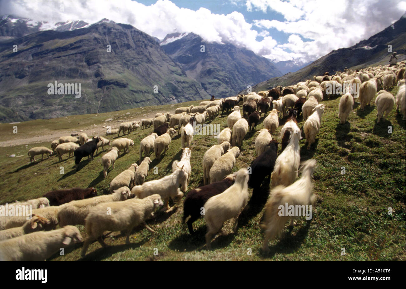 Shepherd With Flock Of Sheep Stock Photo - Alamy