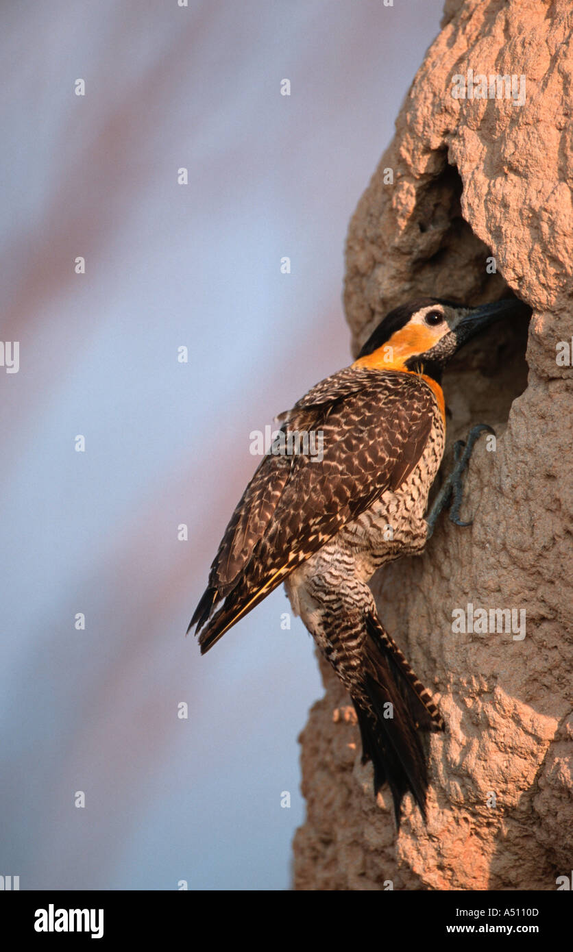 Campo flicker Colaptes campestris Pica pau do campo Serra da Canastra ...