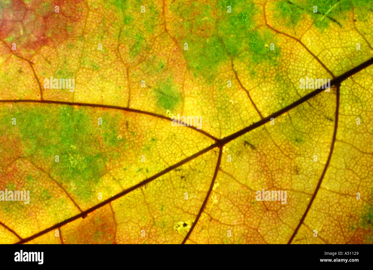 Leaf capillaries hi-res stock photography and images - Alamy