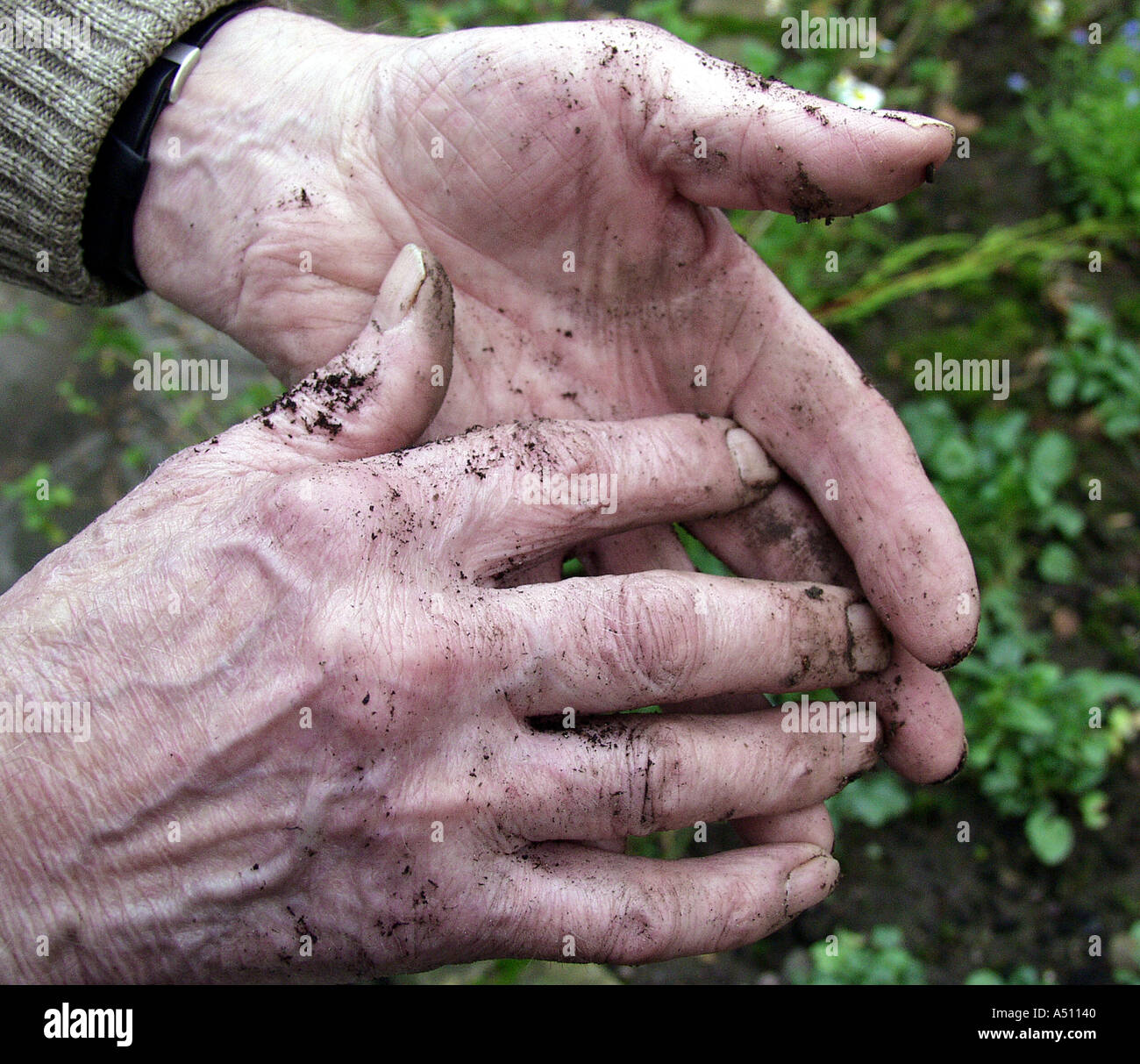 Mud Covered gardeners Hands Stock Photo - Alamy