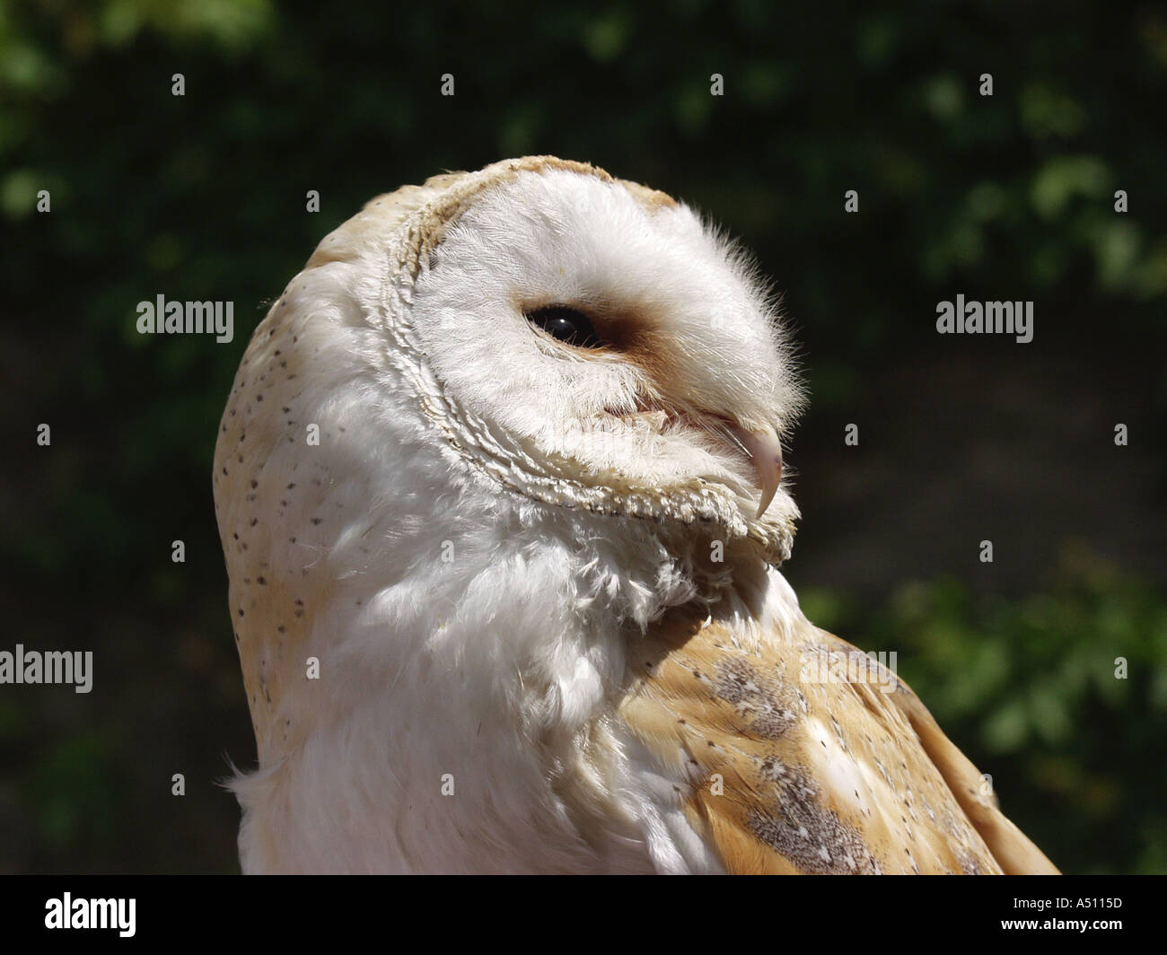 Snowy barn owl hi-res stock photography and images - Alamy