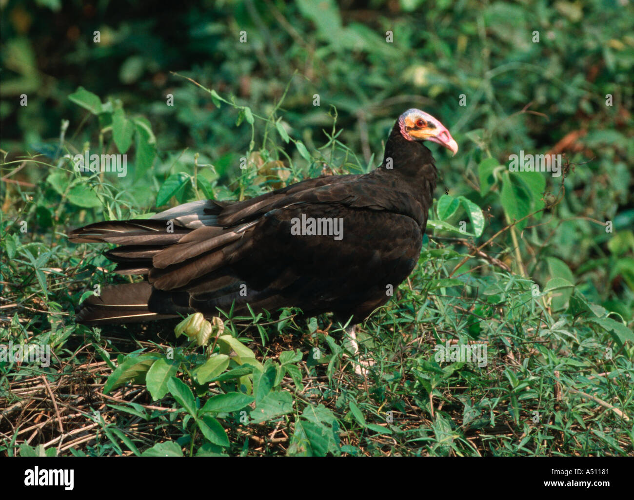 Lesser yellow headed vulture Cathartes burrovianus Urubu de cabeca ...