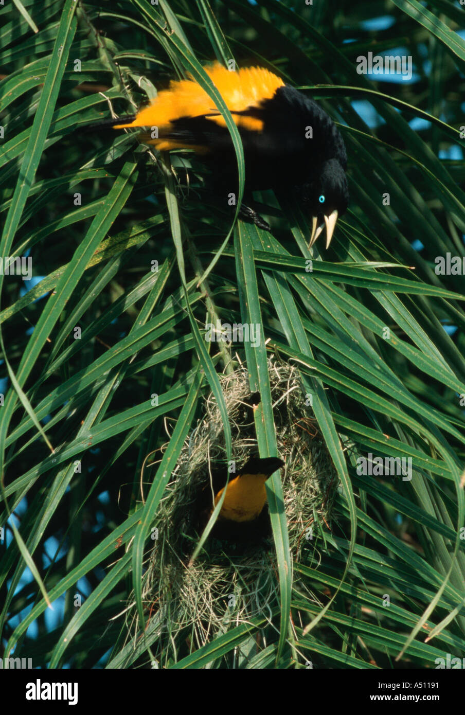 Yellow rumped cacique Cacicus cela Japiim xexéu Northern Pantanal ...