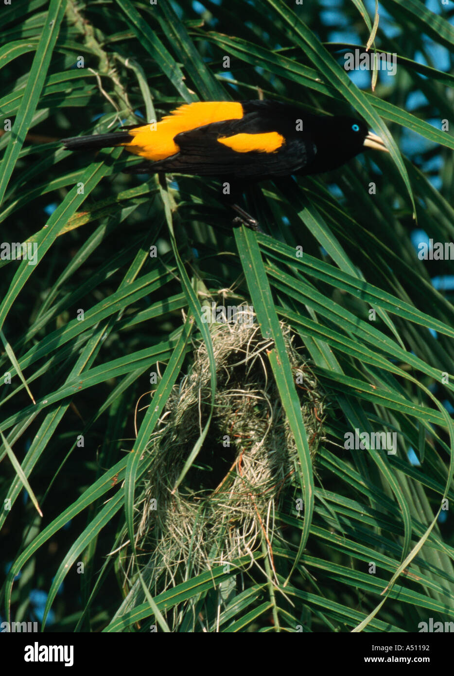 Japiim do mato hi-res stock photography and images - Alamy