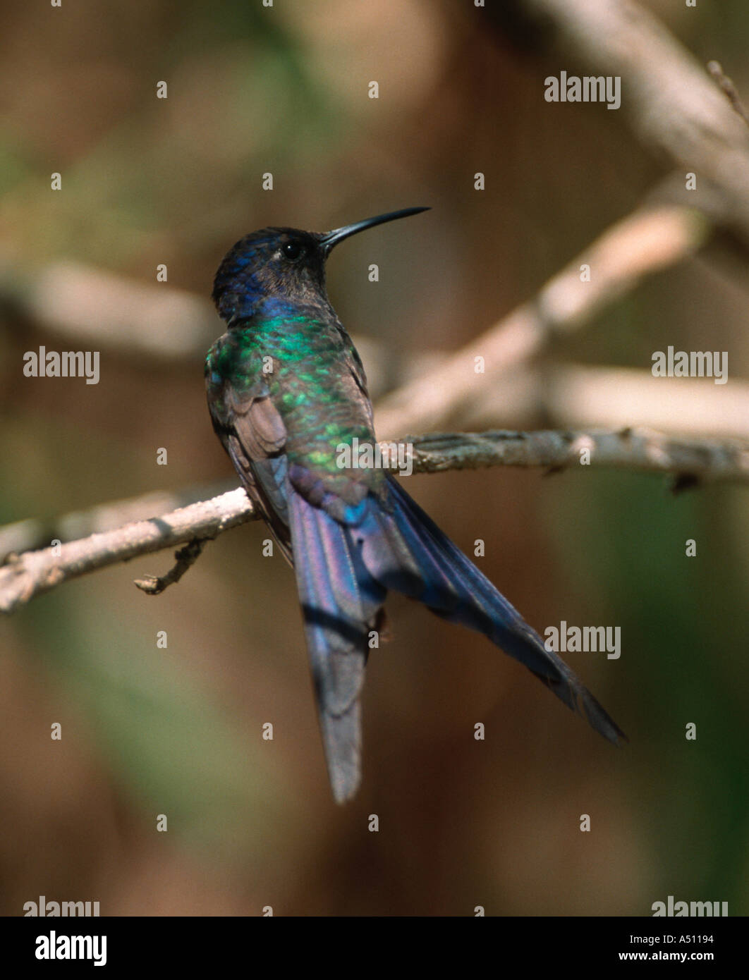 Swallow tailed hummingbird Eupetomena macroura Tesourao Serra da ...