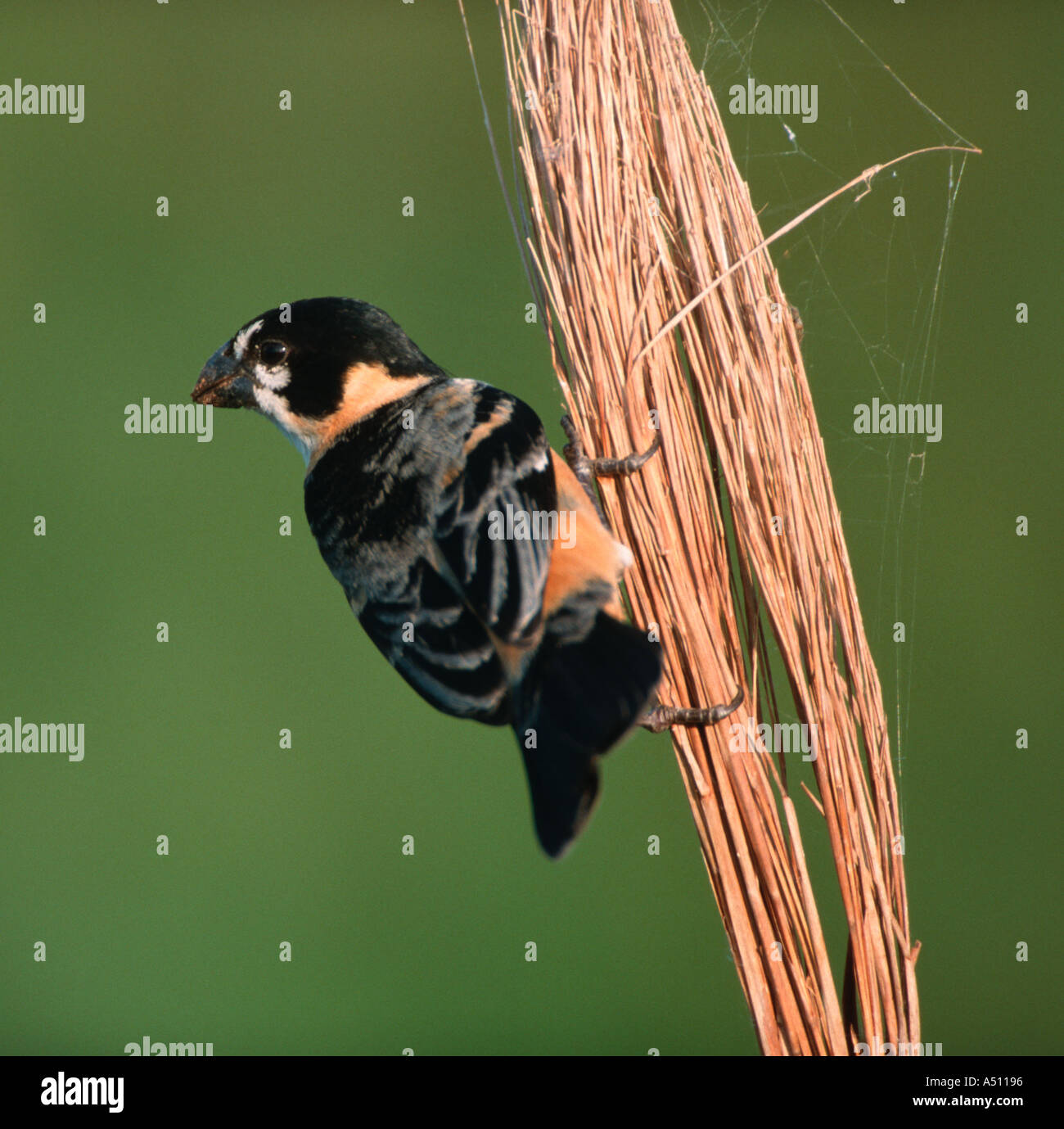 Coleiro do brejo hi-res stock photography and images - Alamy