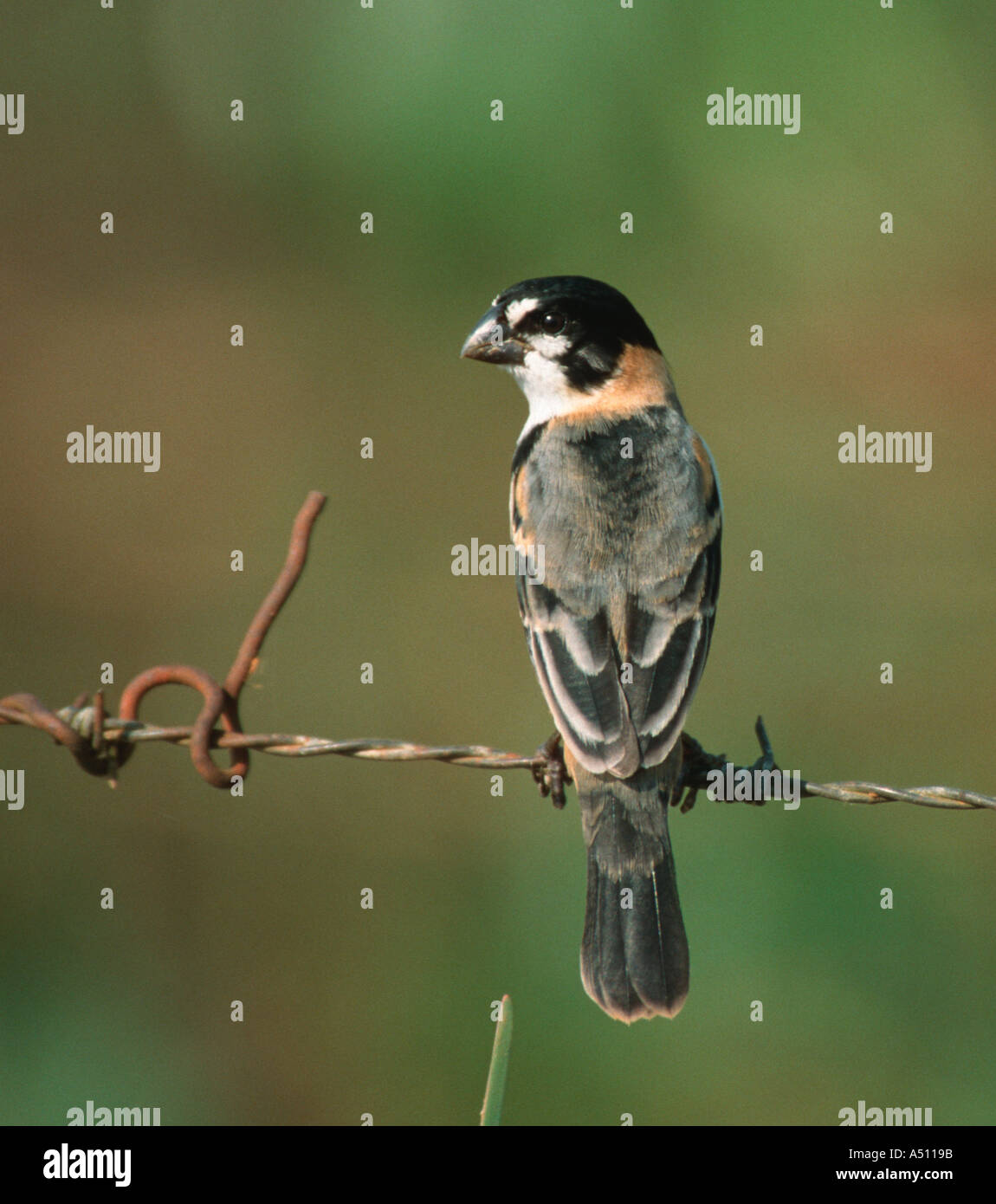 Rusty collared seedeater Male Sporophila collaris Northern Pantanal ...