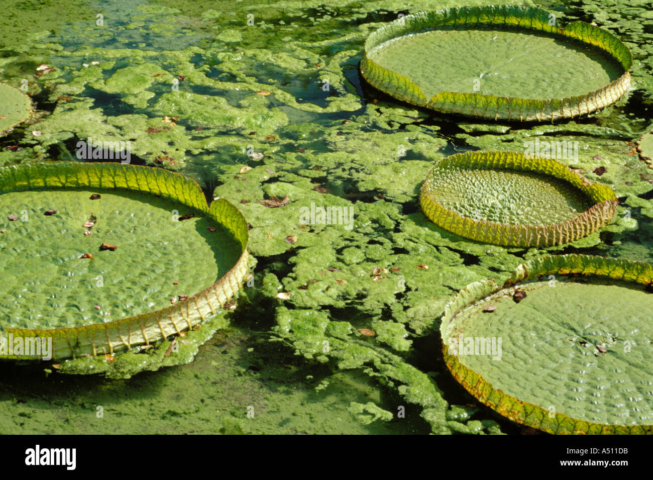 Victoria amazonica Amazon water lily Brooklyn Botanic Garden NY USA ...