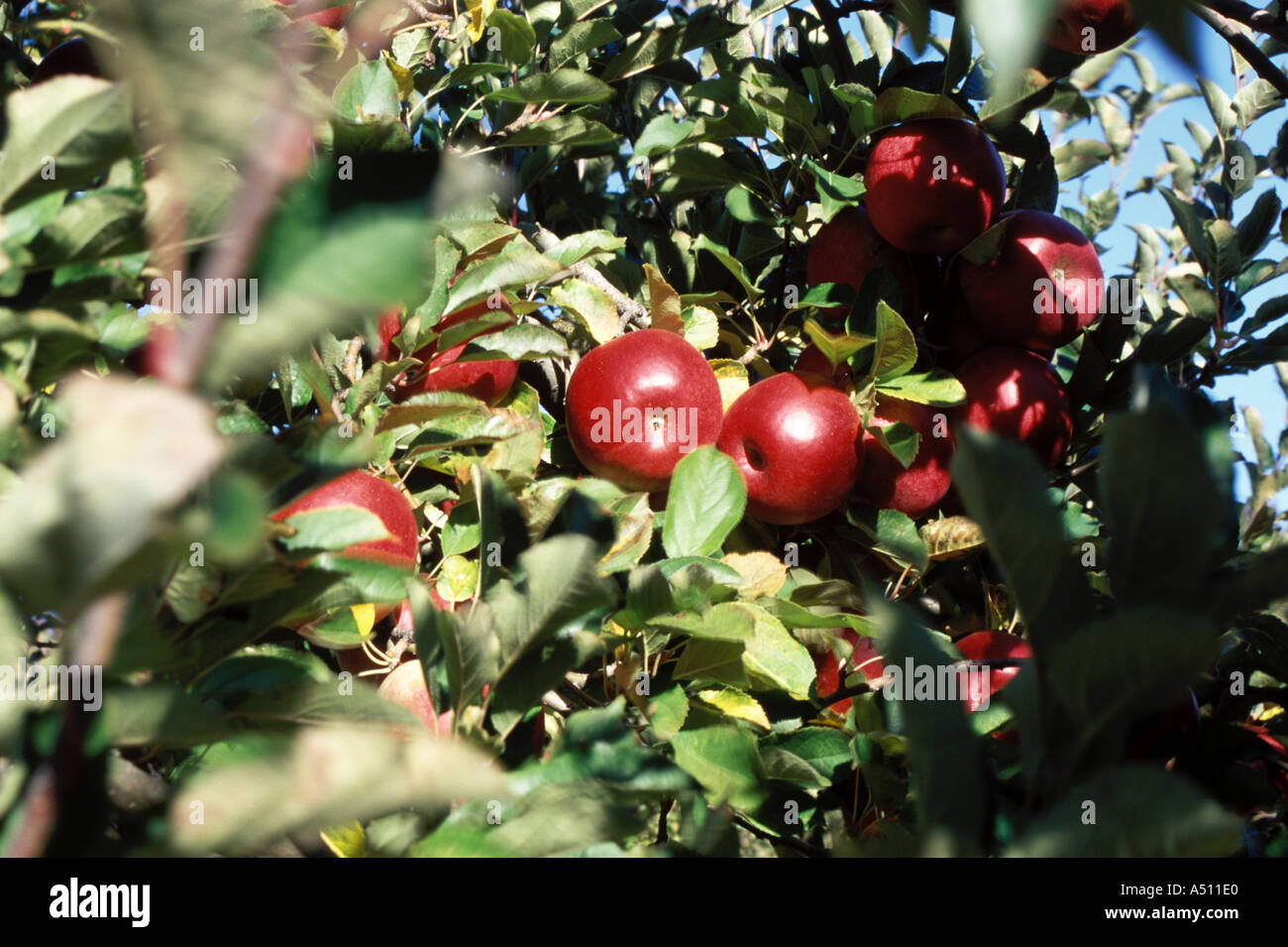 Pluck apples hi-res stock photography and images - Alamy