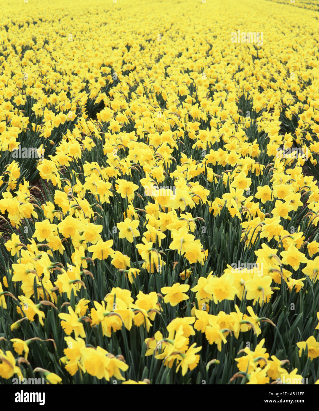 Field of daffodils Stock Photo - Alamy