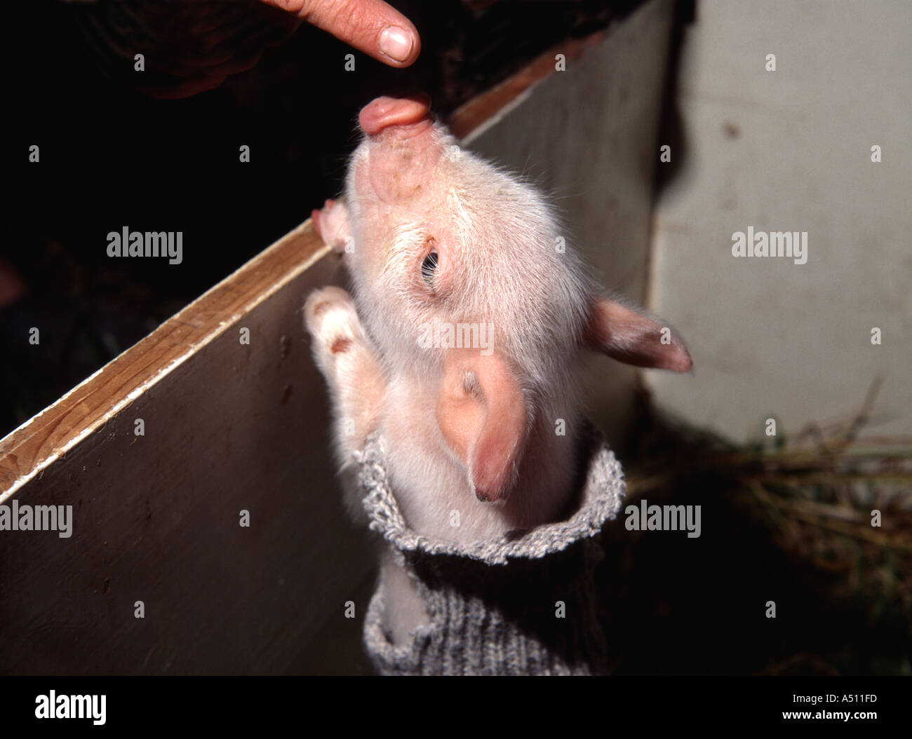 Animal sock hi-res stock photography and images - Alamy