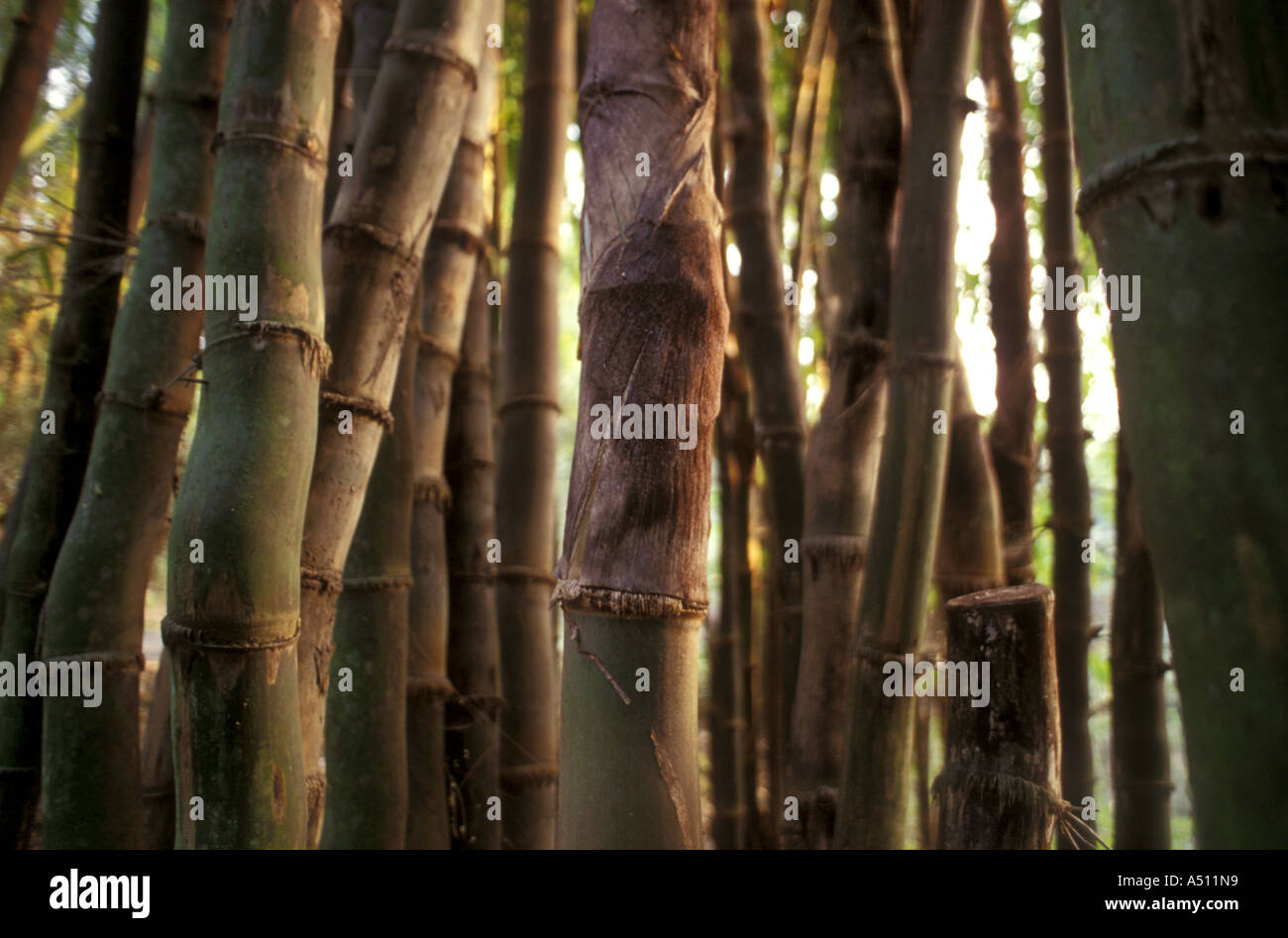 Bamboo Trees Kullu Himachal Pradesh India Stock Photo - Alamy