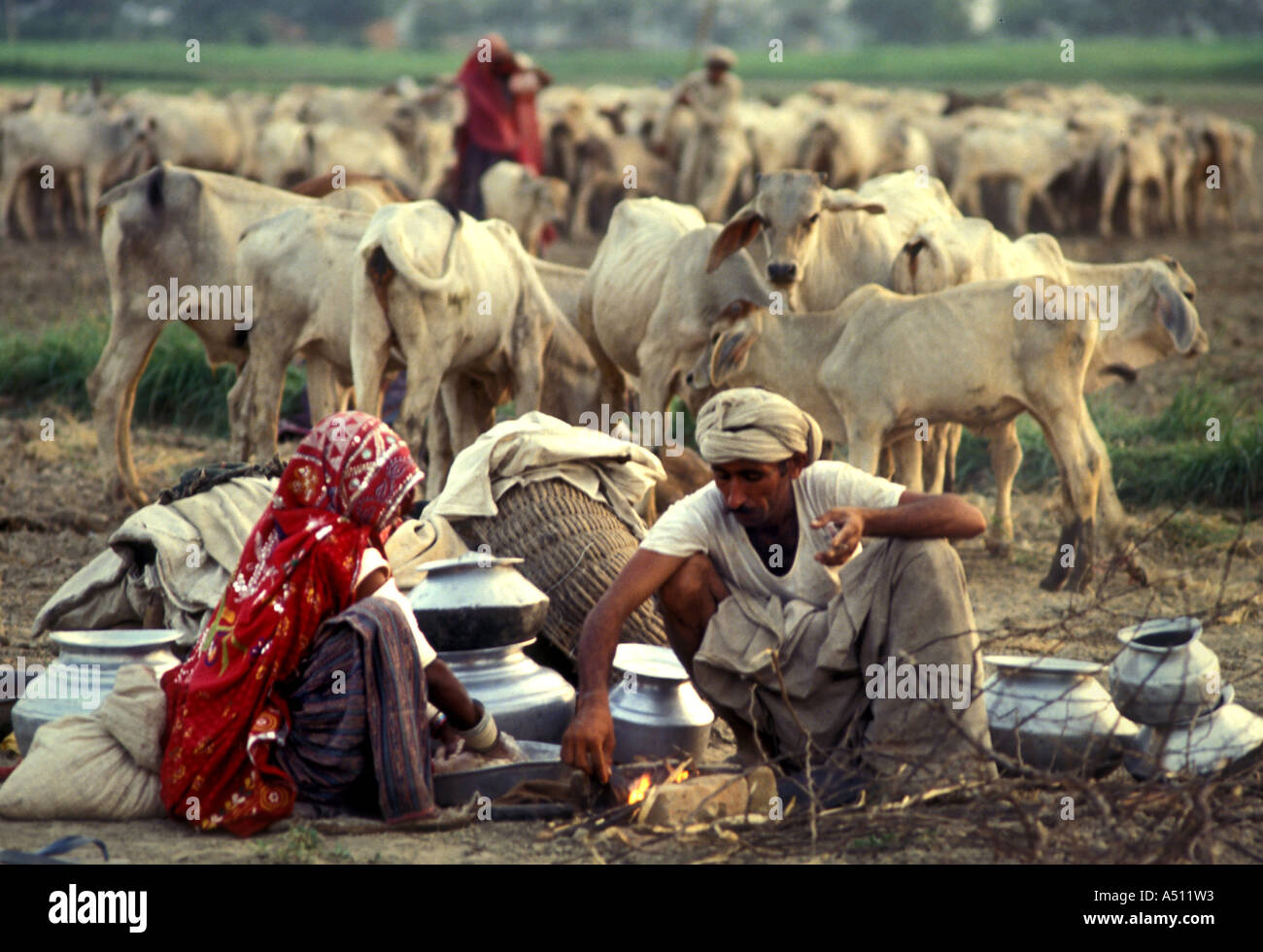 Cattle Herders making food Rajasthan India Stock Photo - Alamy