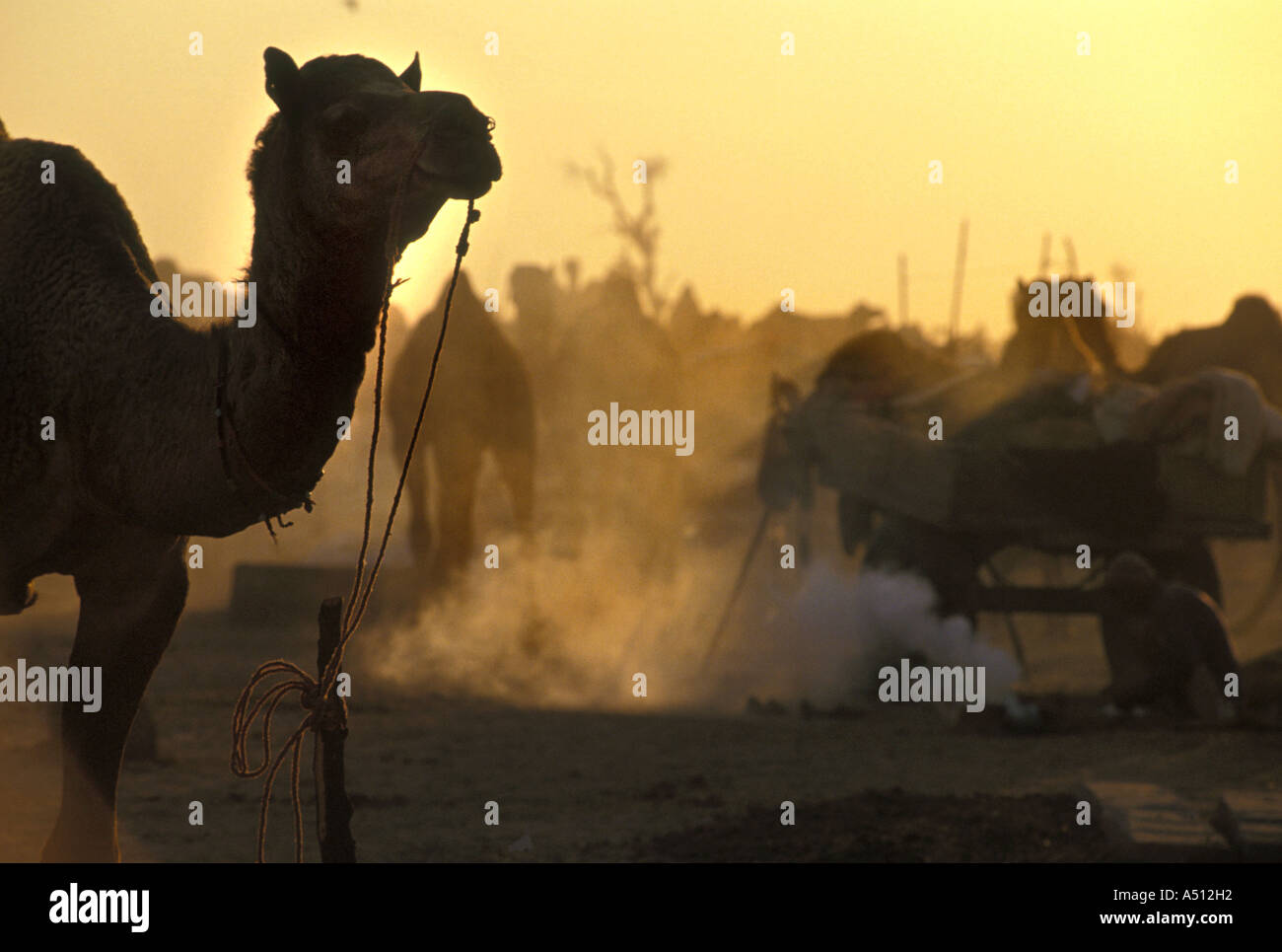 Camel Traditional mode of transportation Rajasthan India Stock Photo ...