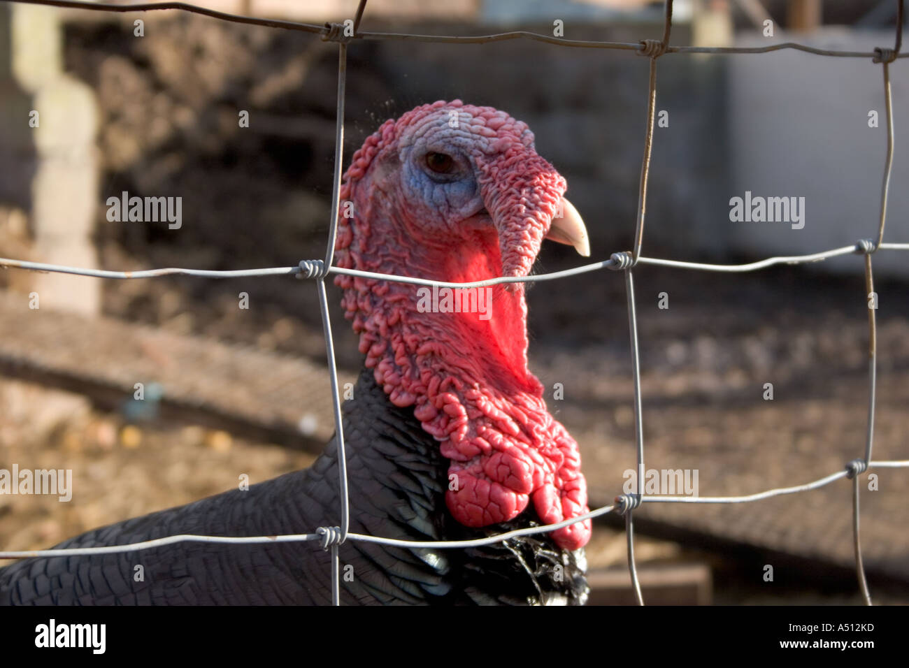 A male turkey at Hackney City Farm, London Stock Photo - Alamy