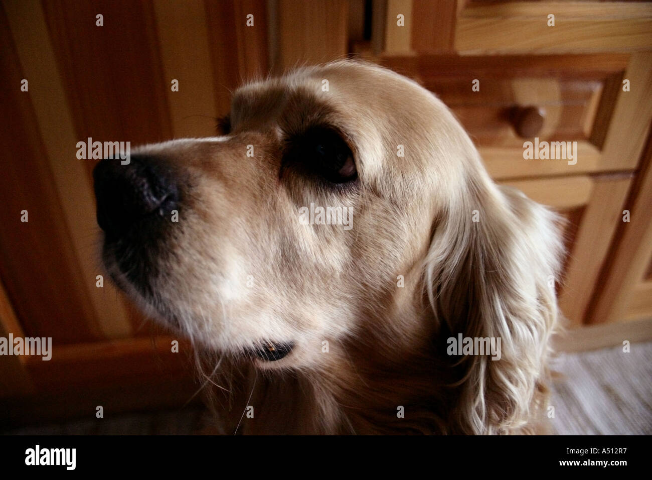Cocker spaniel dog with a happy face hi-res stock photography and ...