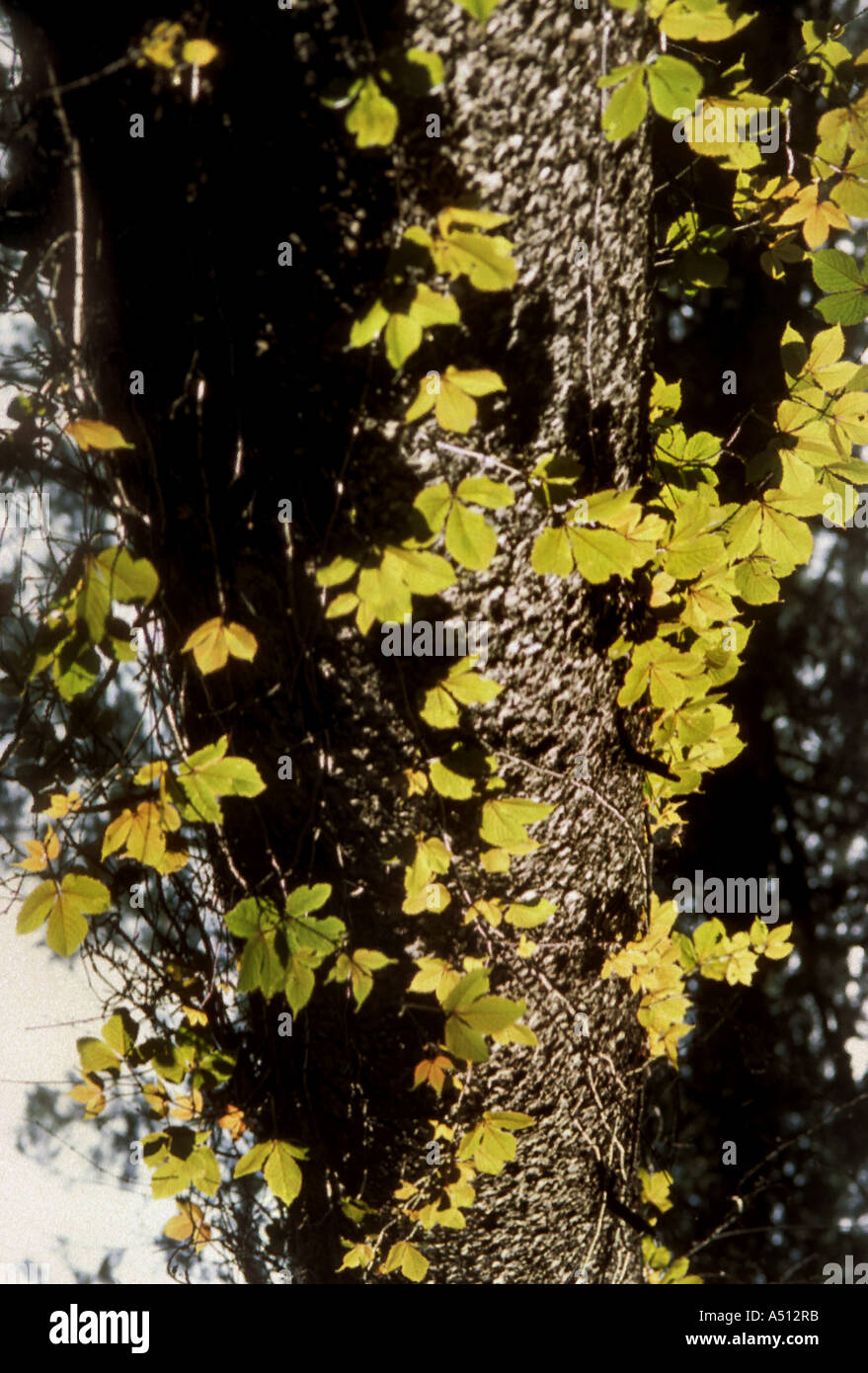 Leaves hanging from a tree Stock Photo - Alamy