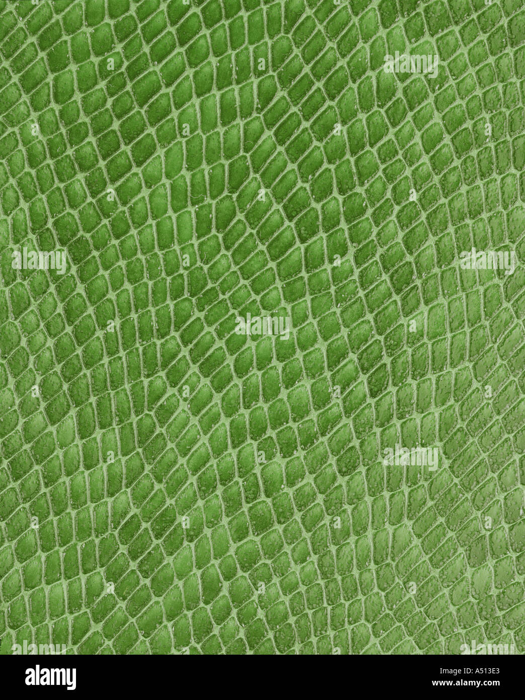 Alligator Skin Print