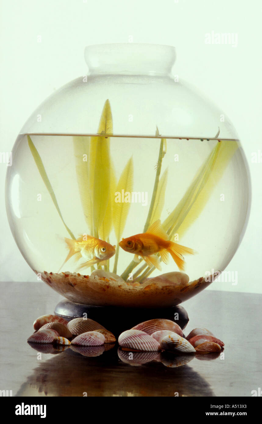 Fishes inside a glass bowl Stock Photo - Alamy