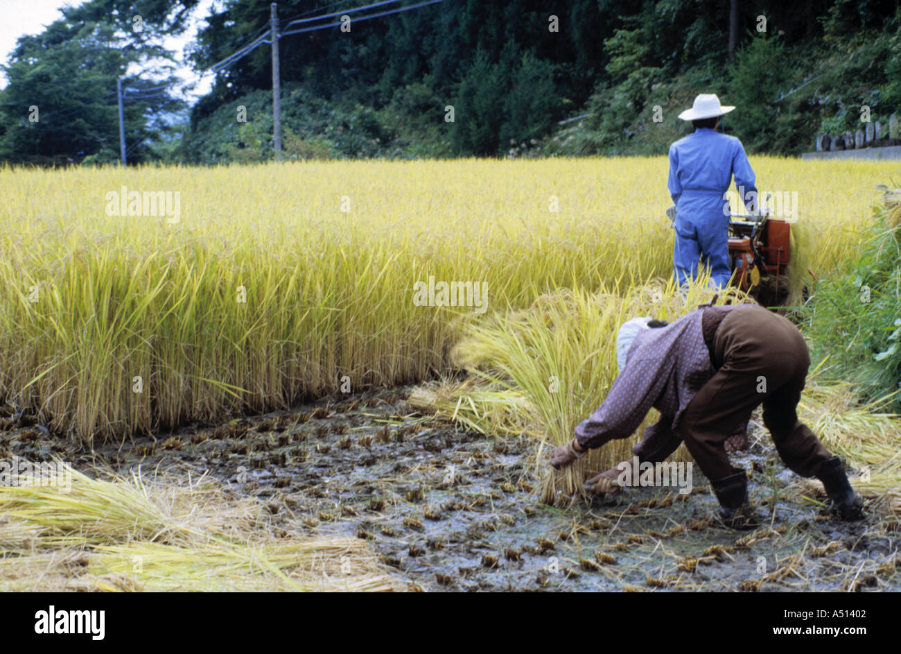 Harvesting rice Nagano Japan Stock Photo - Alamy