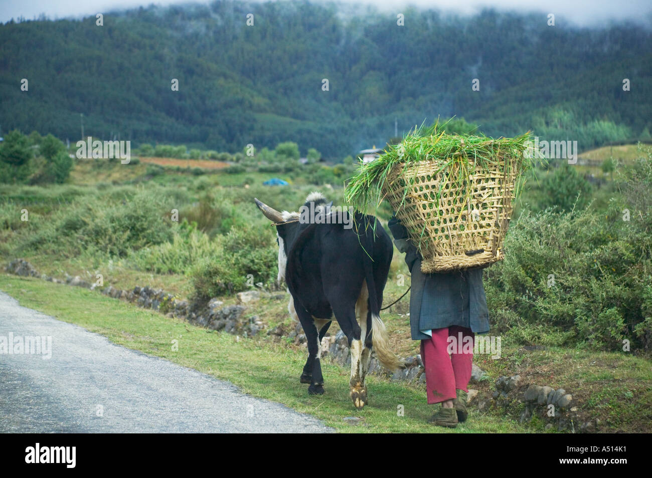 Farmer with cow walk in the mountain Bumthang Bhutan Stock Photo - Alamy