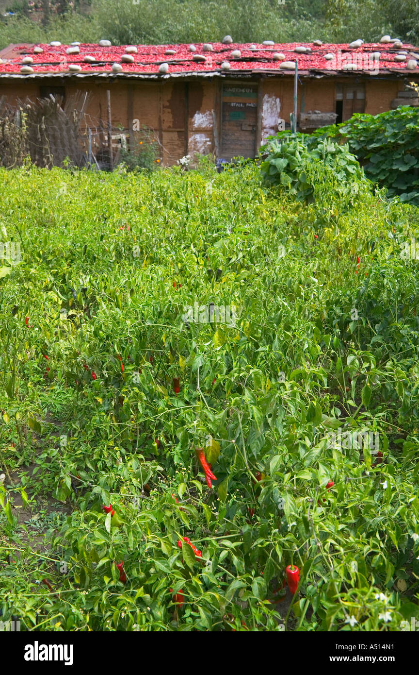 Village house with vegetable patch of peppers Paro Bhutan Stock Photo ...