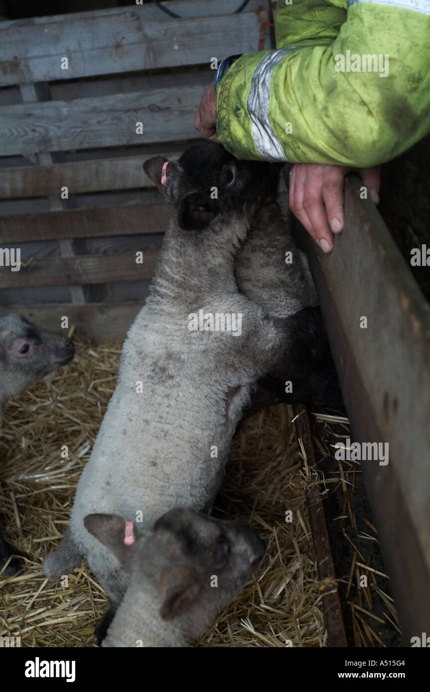 W w lamb hi-res stock photography and images - Alamy