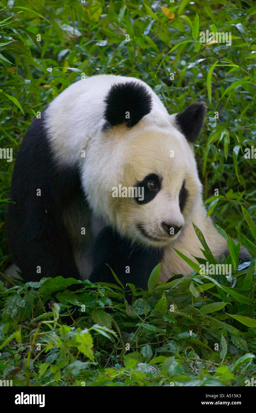 Panda Walking Forest High Resolution Stock Photography and Images - Alamy