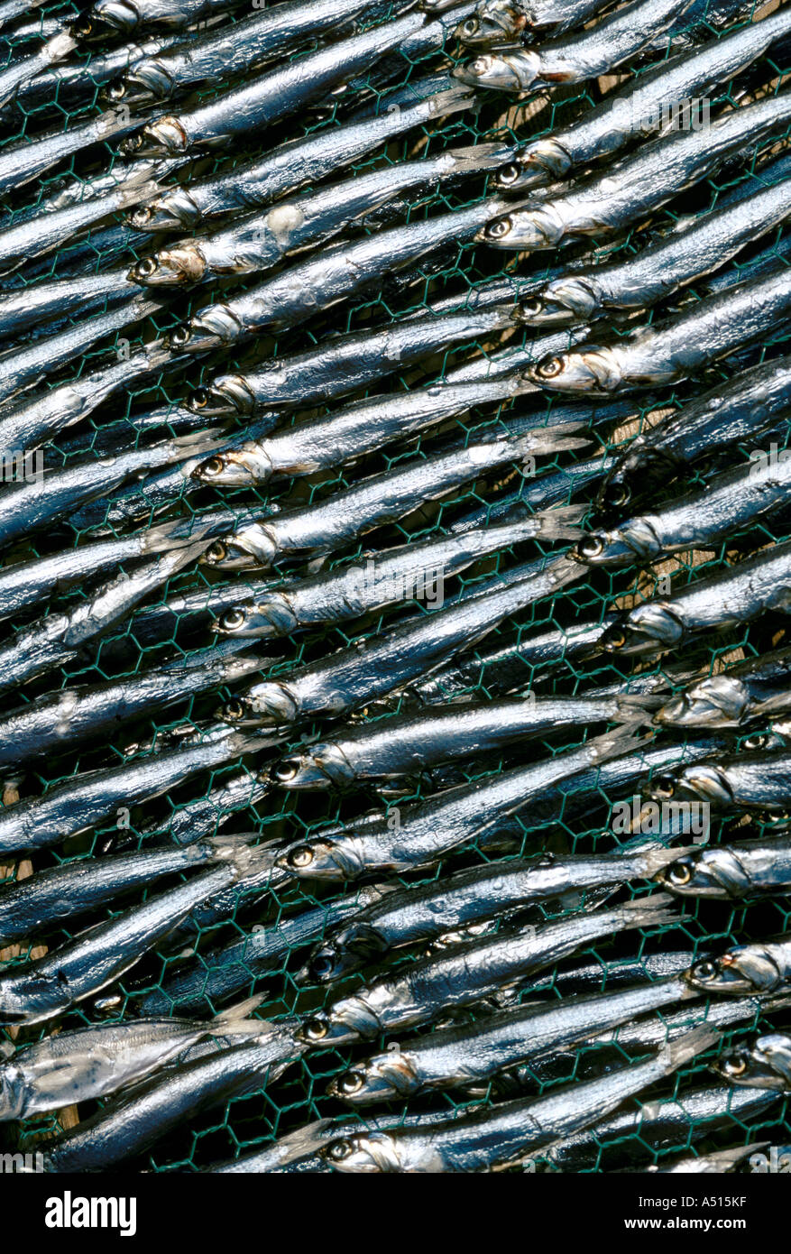 SUN DRYING FISH Stock Photo - Alamy