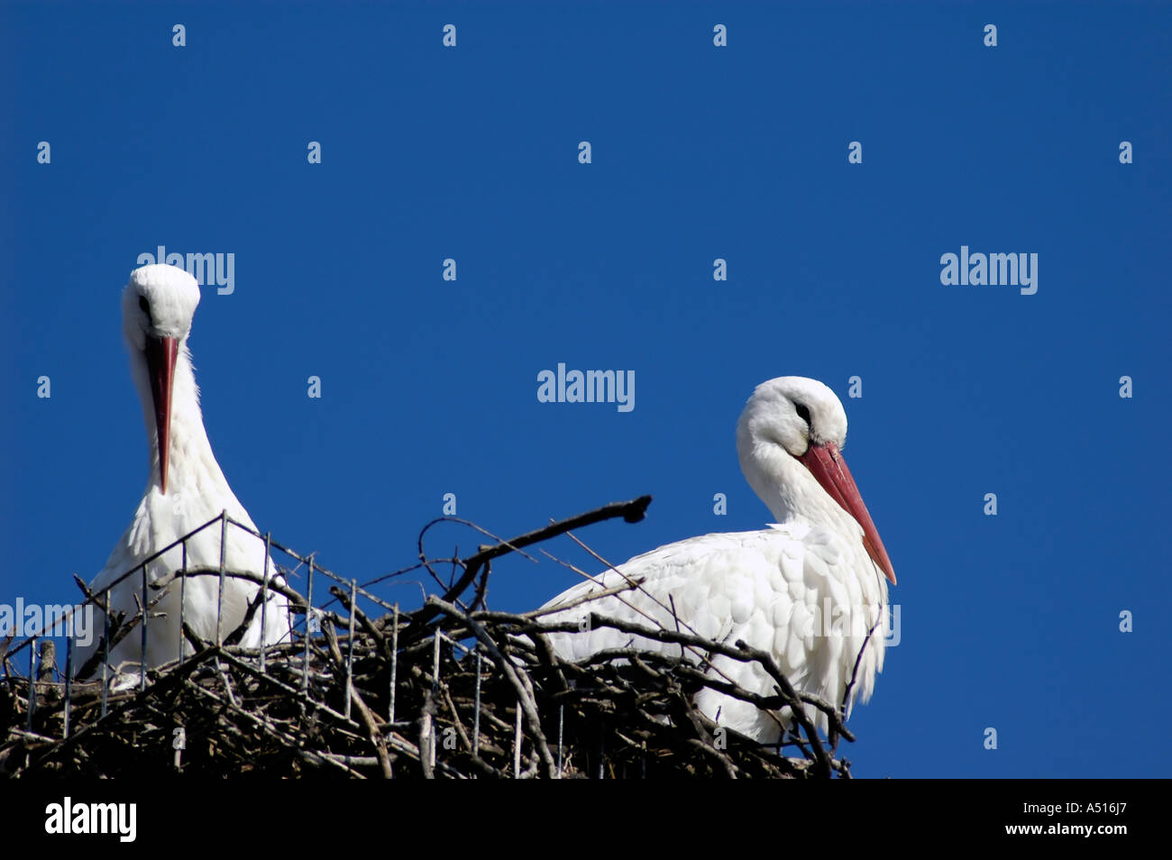 Sleeping stork hi-res stock photography and images - Alamy