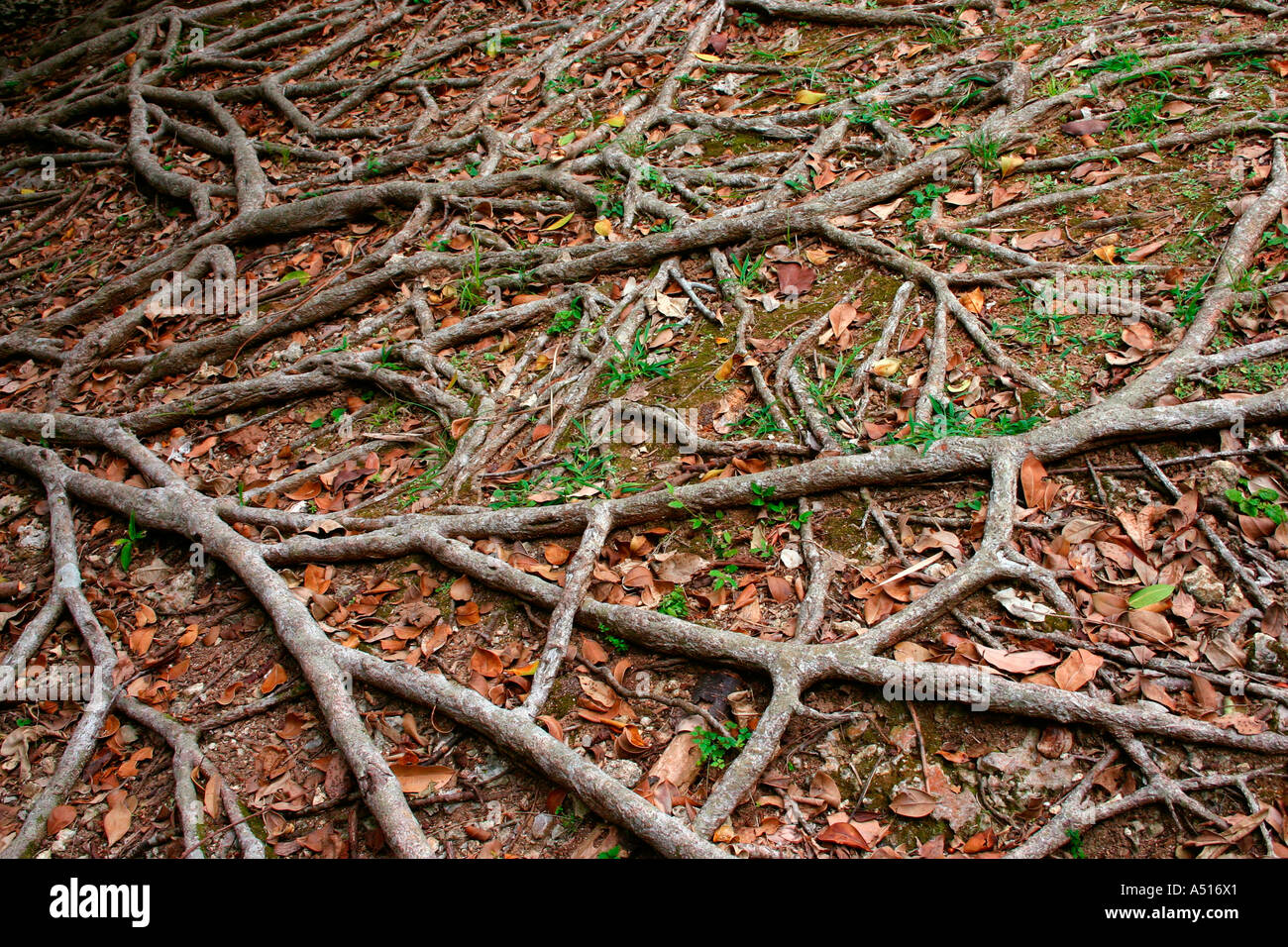 Connect to roots hi-res stock photography and images - Alamy