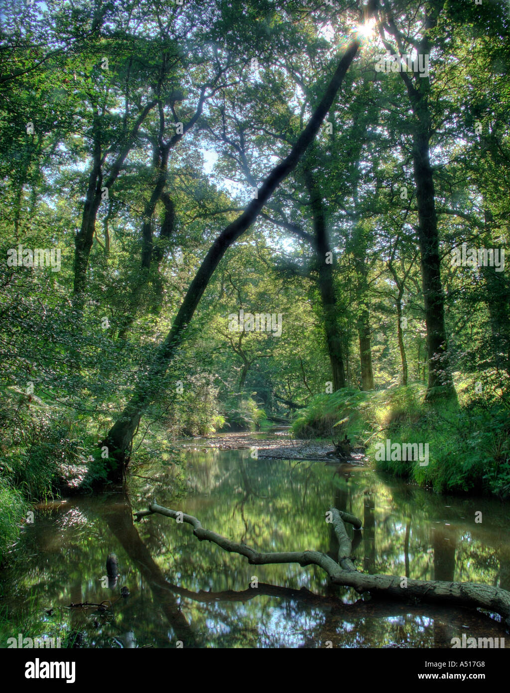 Stream through forest, New Forest National Park, UK Stock Photo - Alamy