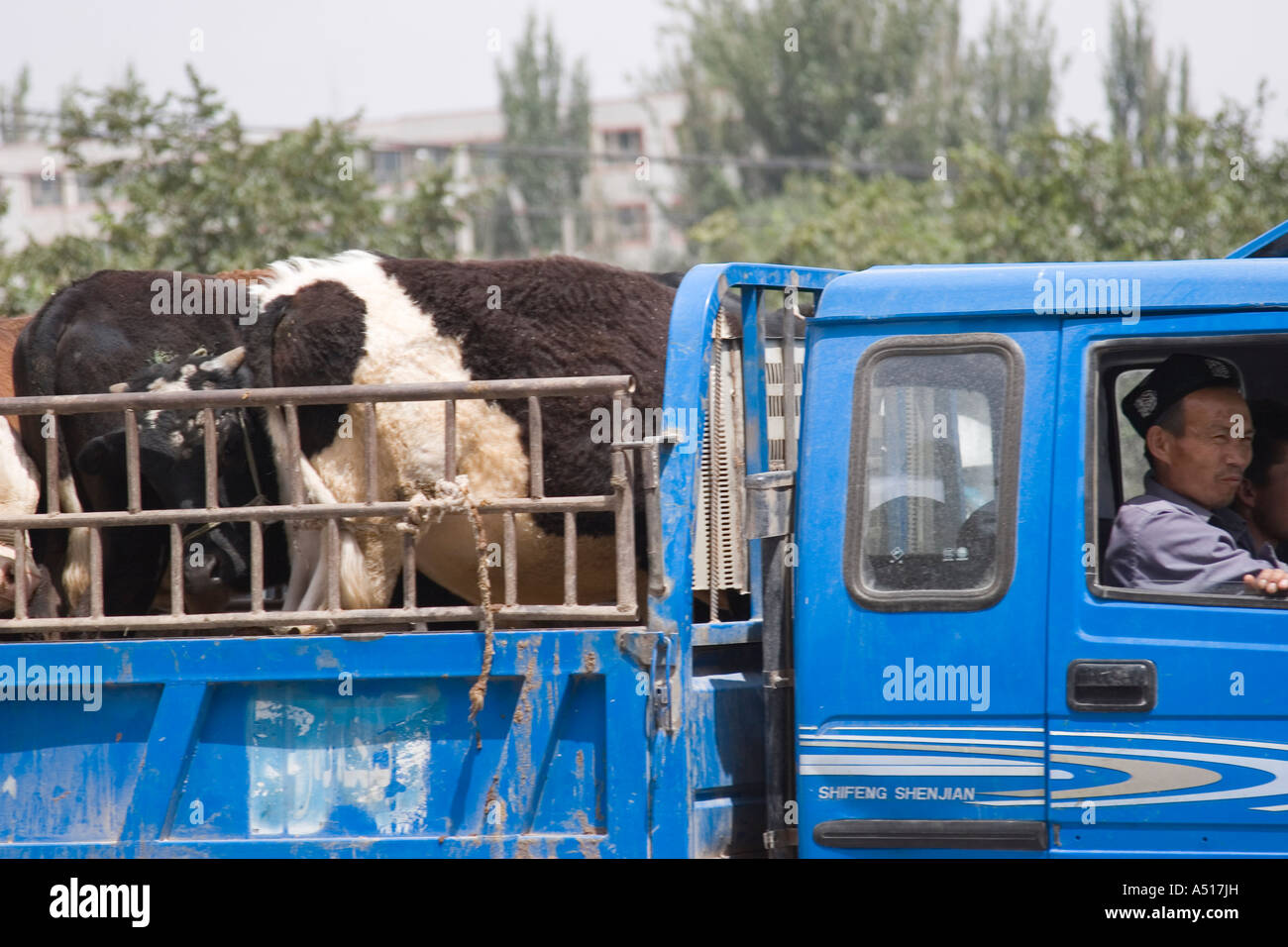 Cattle on their way to market Xinjiang Province China Stock Photo - Alamy