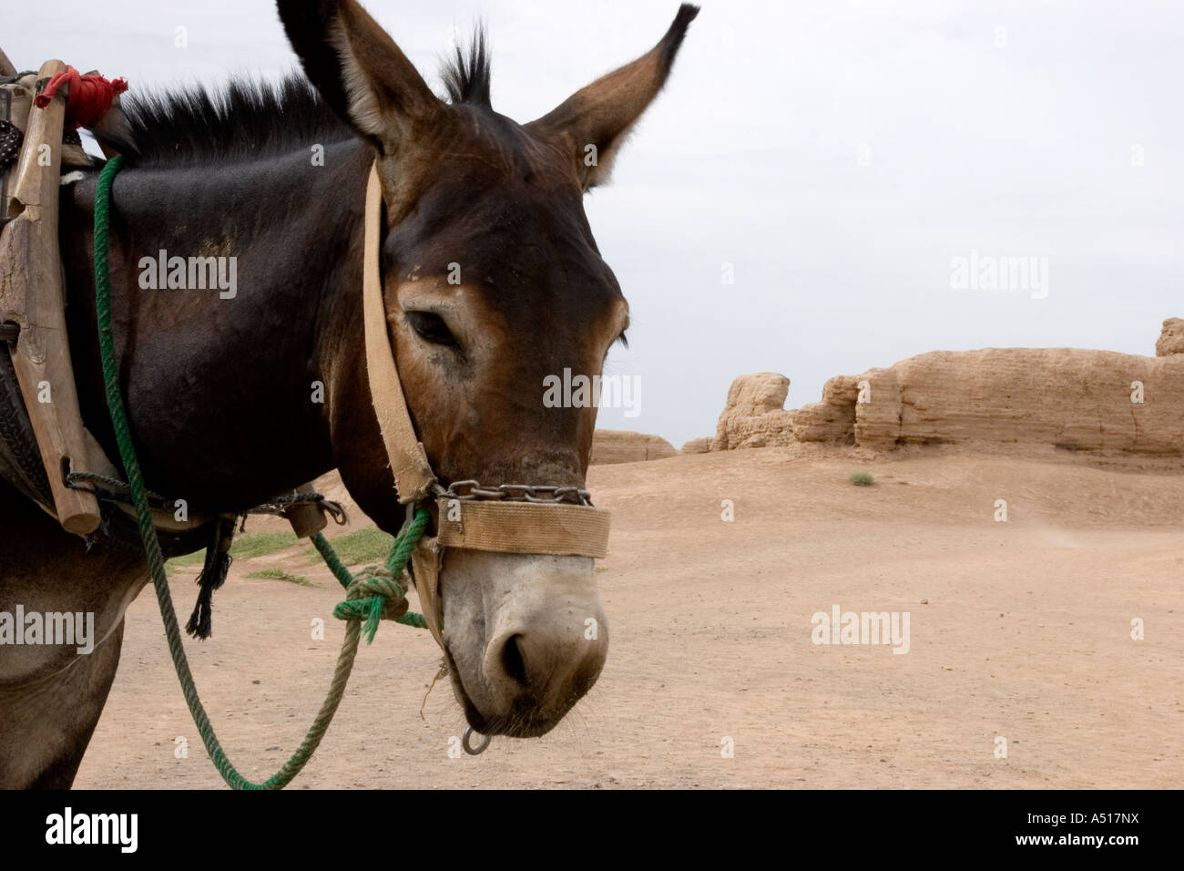 Donkey carts hi-res stock photography and images - Alamy