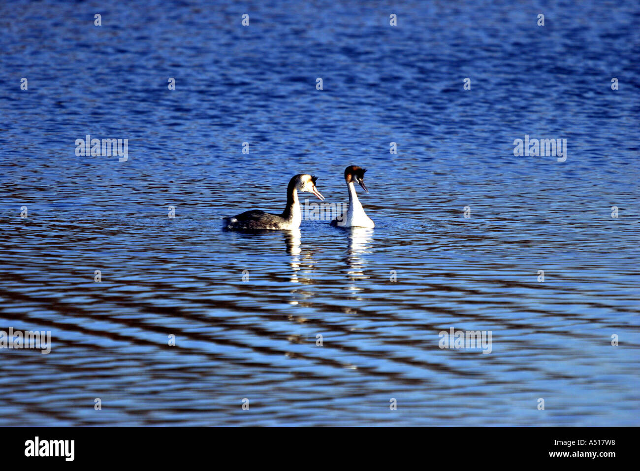 Great Crested Grebes courtship display Stock Photo - Alamy