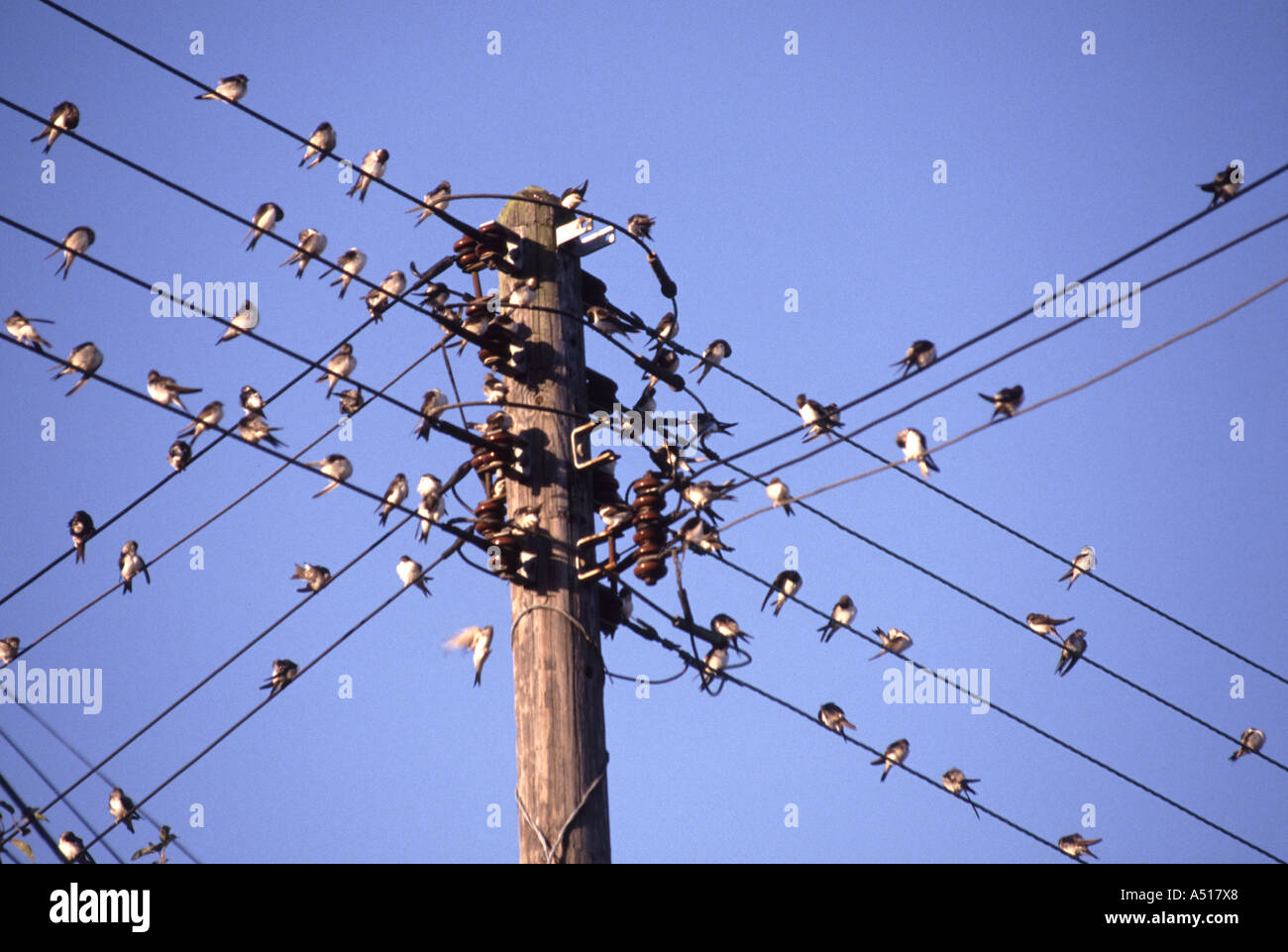 Swallows resting on overhead electricity cables at four way ...