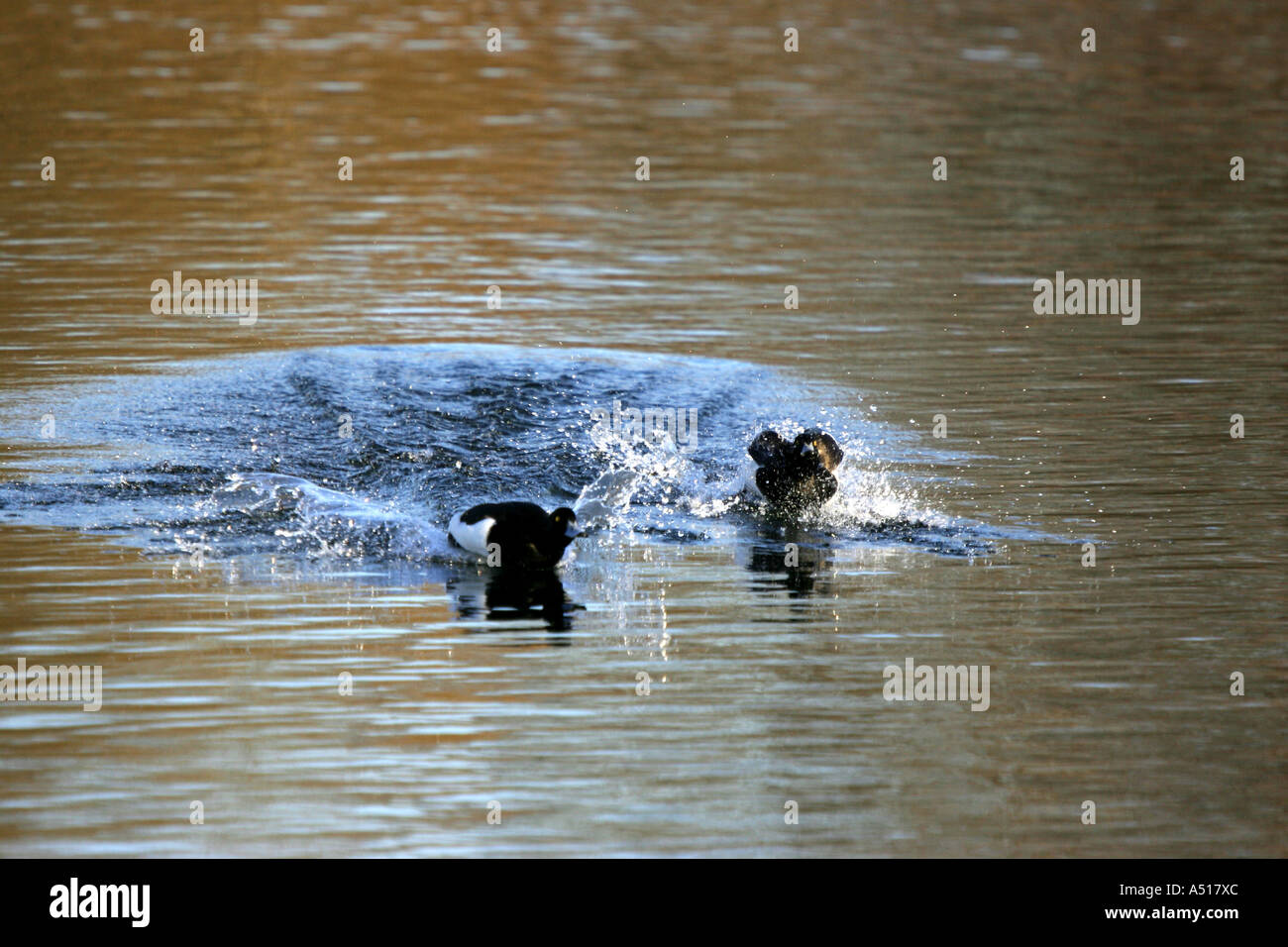 Tufted Ducks splash landing Stock Photo - Alamy