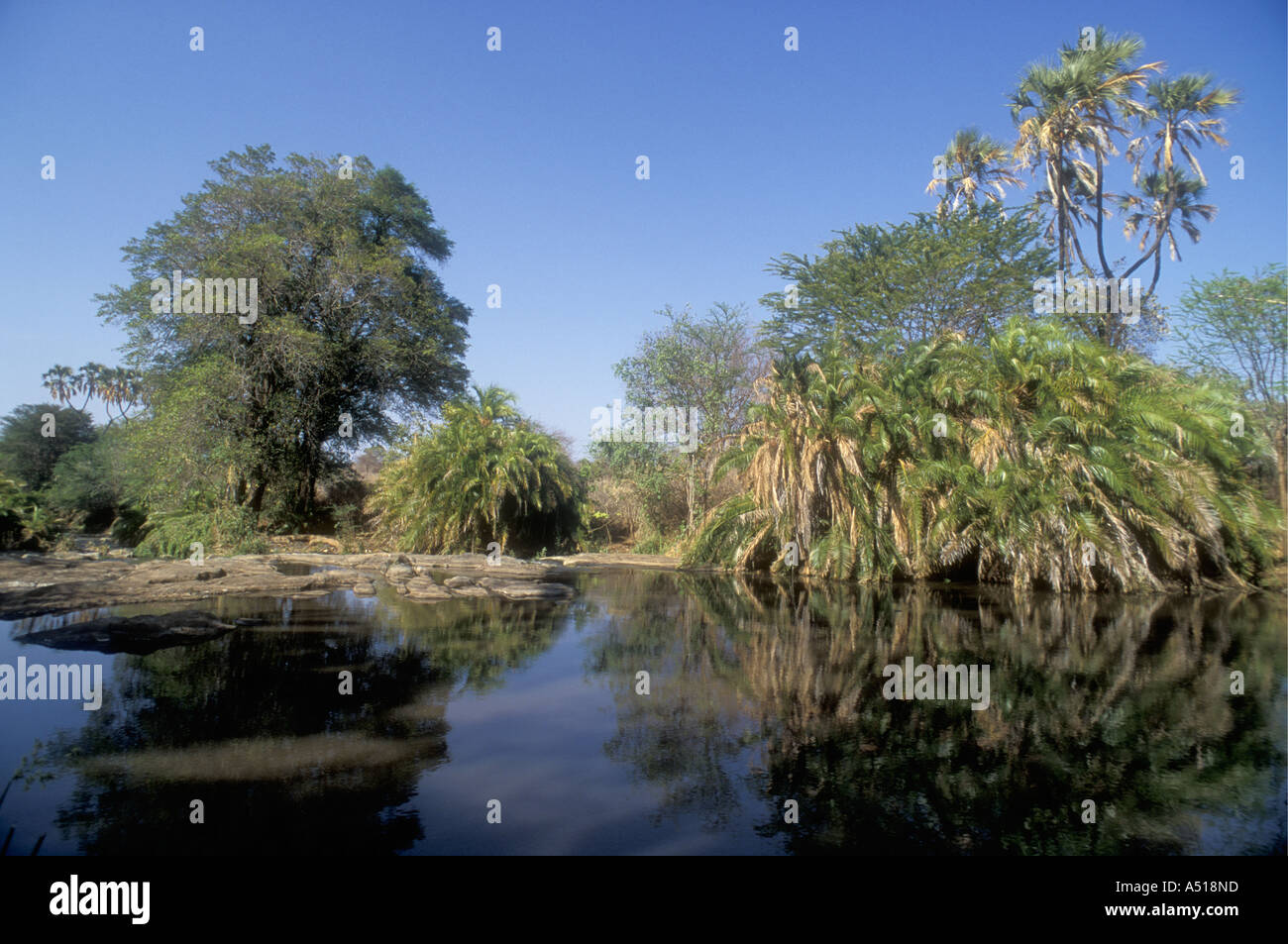 Tall HYPHAENE COMPRESSA or doum palm and short PHOENIX RECLINATA or ...