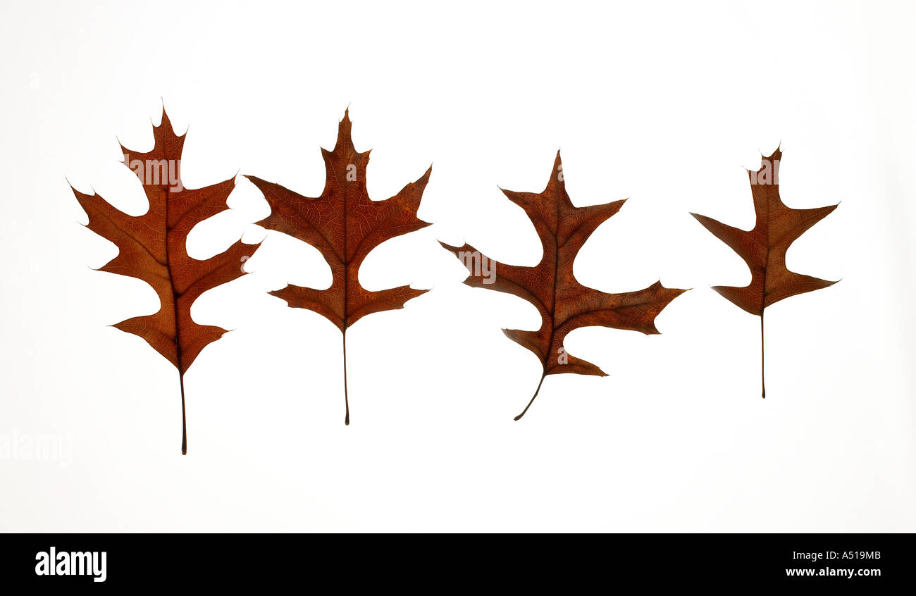 Use leaves various shapes hi-res stock photography and images - Alamy