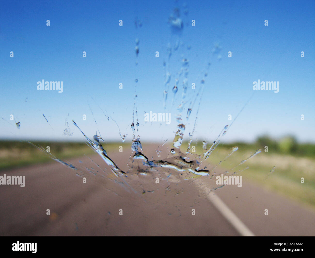 Bug splat on windshield Stock Photo - Alamy