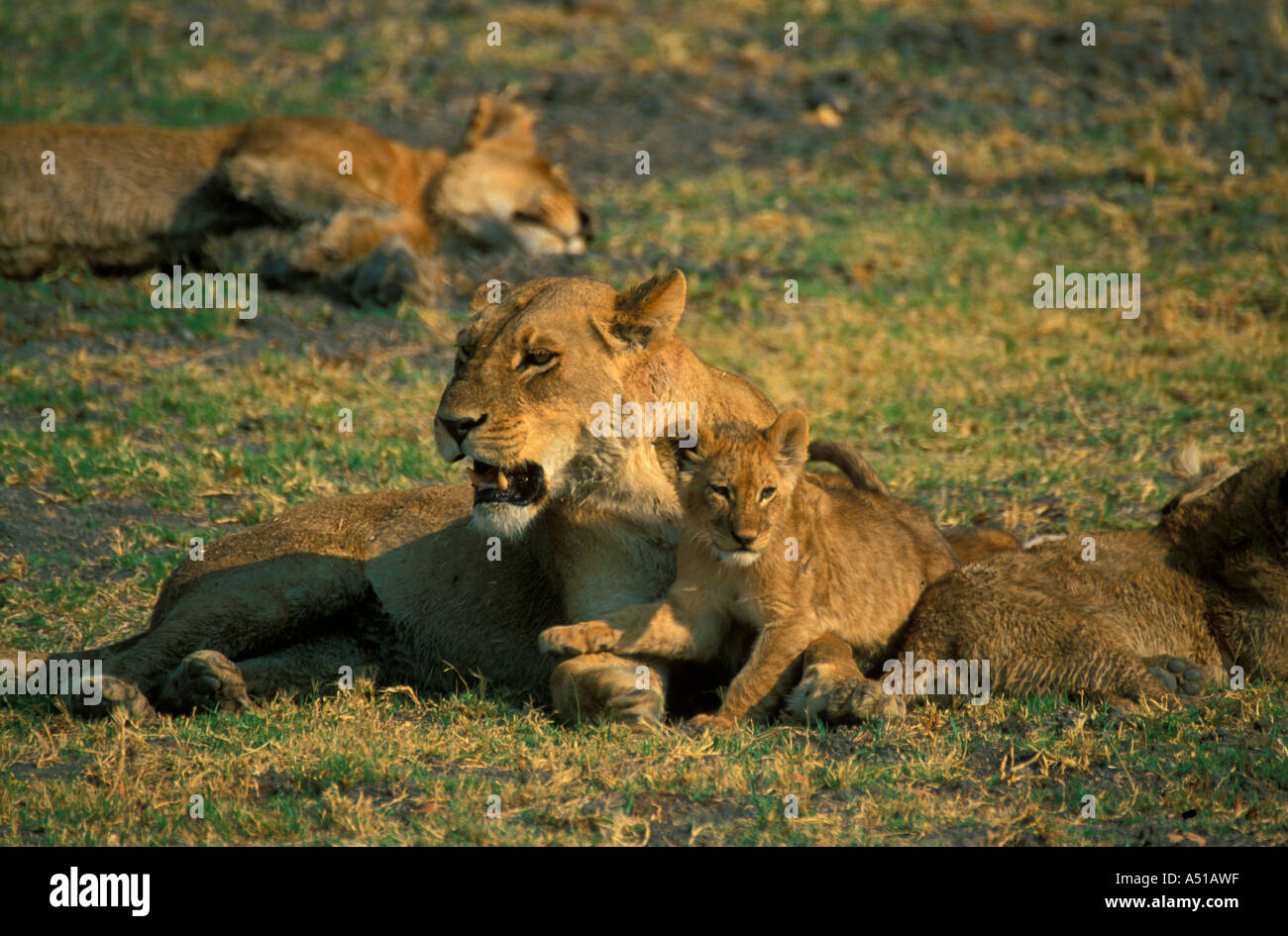 Lioness and small cub in Moremi, Botswana Stock Photo - Alamy