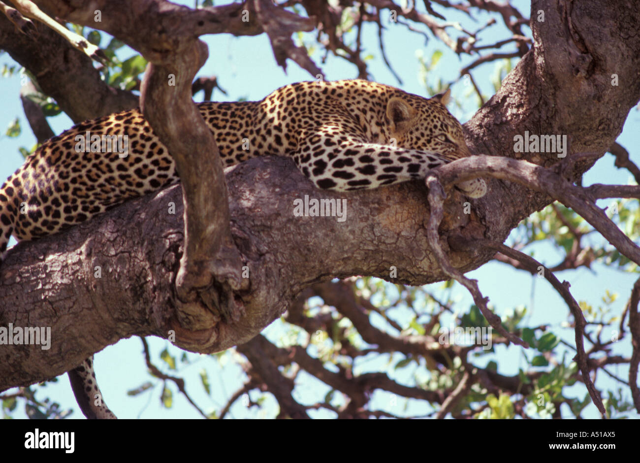 African leopard resting masai mara hi-res stock photography and images ...
