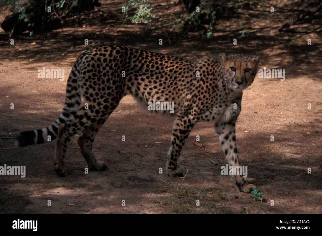 Cheetah Cango wildlife ranch South Africa Stock Photo - Alamy