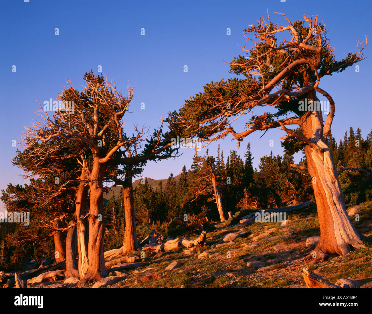Bristlecone pine trees Stock Photo - Alamy