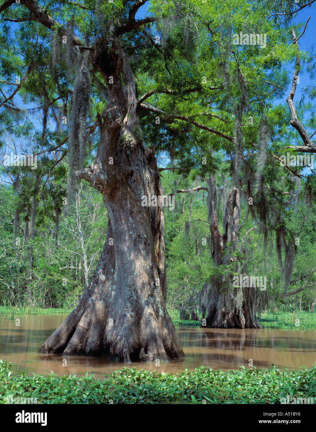 Old growth cypress tree Stock Photo - Alamy