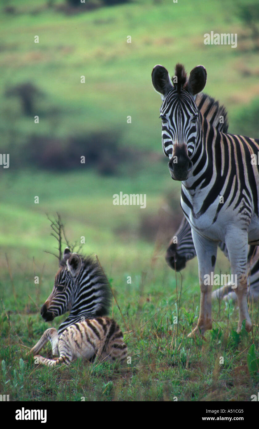 Itala Game Reserve High Resolution Stock Photography and Images - Alamy